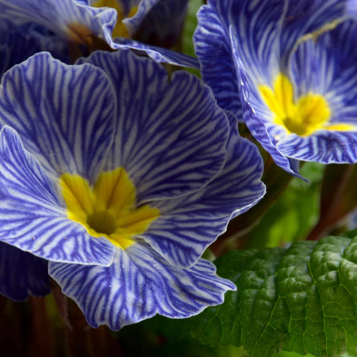 Primrose Zebra Blue | Primula Acaulis – Roots Plants