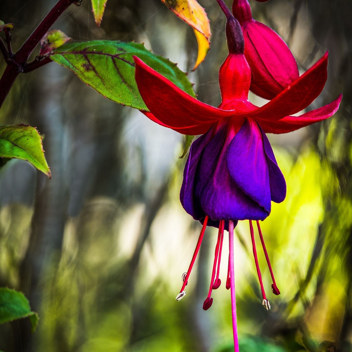 Climbing Fuchsia 'Lady Boothby' – Roots Plants
