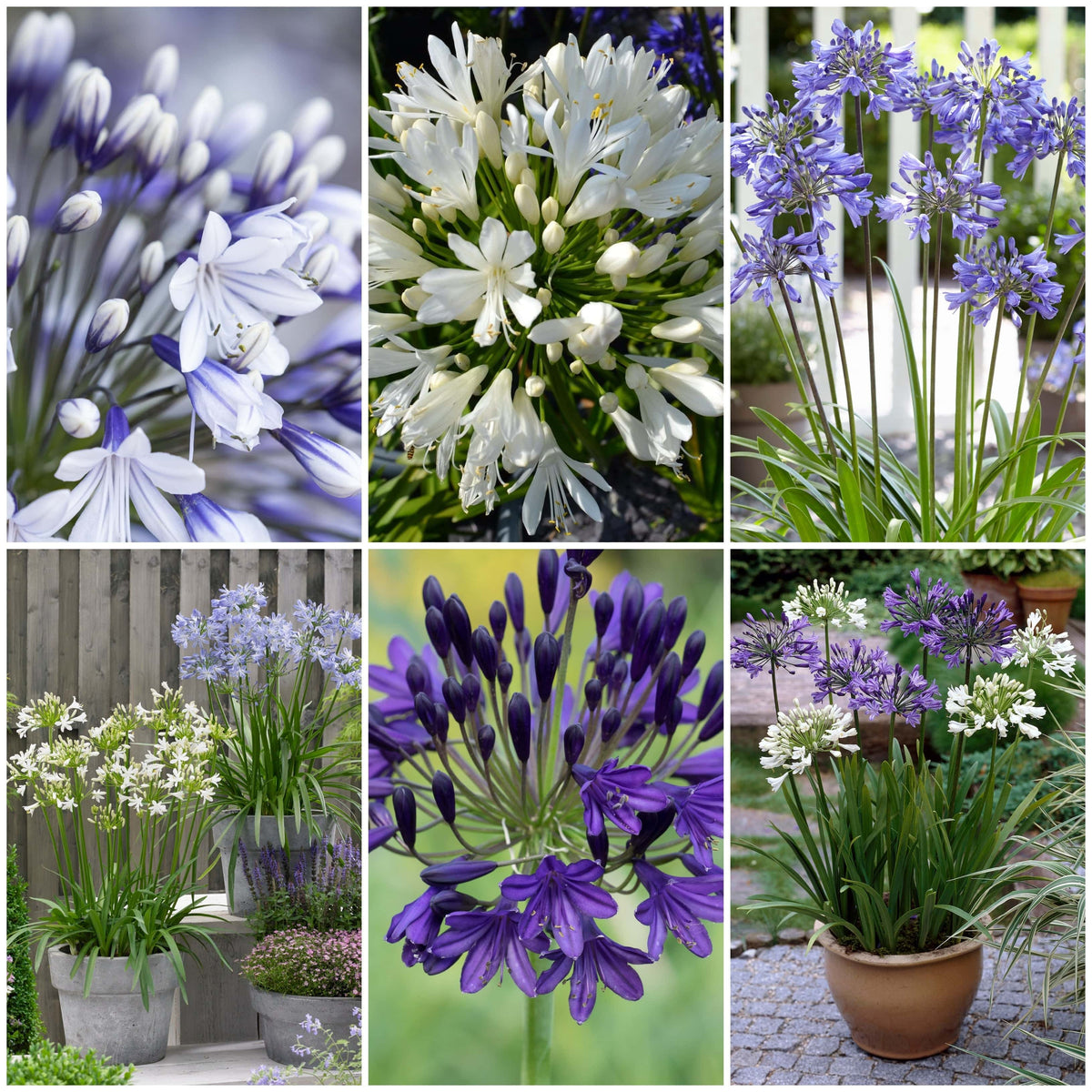 Stately Agapanthus Collection – Roots Plants