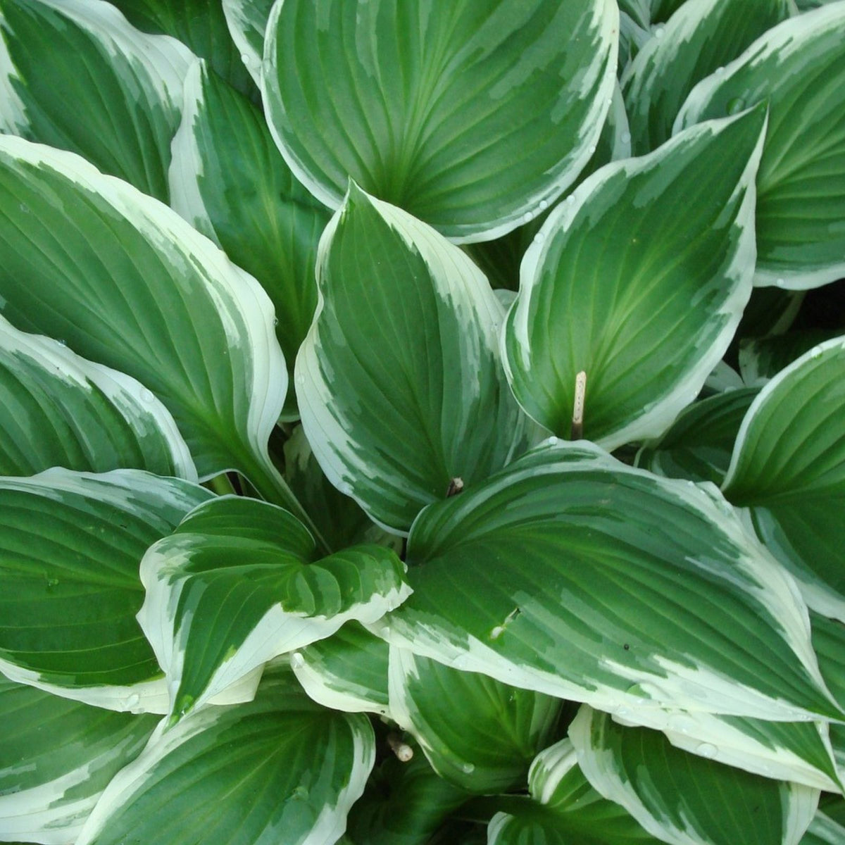 Hosta Plant Care – Roots Plants