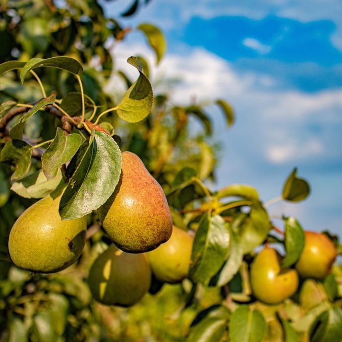 How to Ripen Pears and Store Them for Winter – Roots Plants