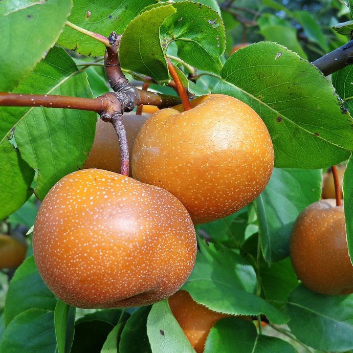 Nashi Pear Trees: Discover Asian Pears – Roots Plants