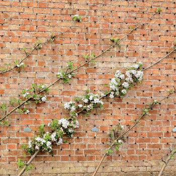 Pillar Fruit Trees: A Guide to Cordon Growing – Roots Plants