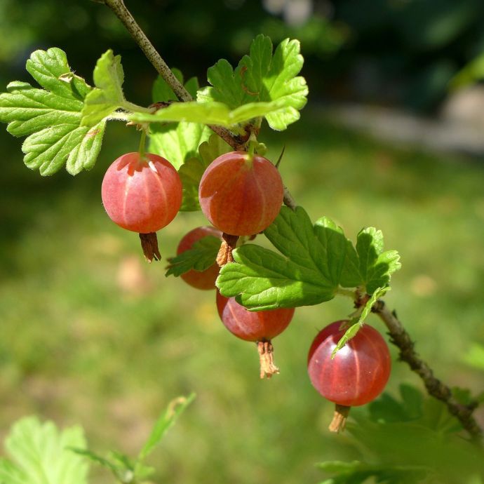 Pruning Gooseberries & Other Care Tips – Roots Plants