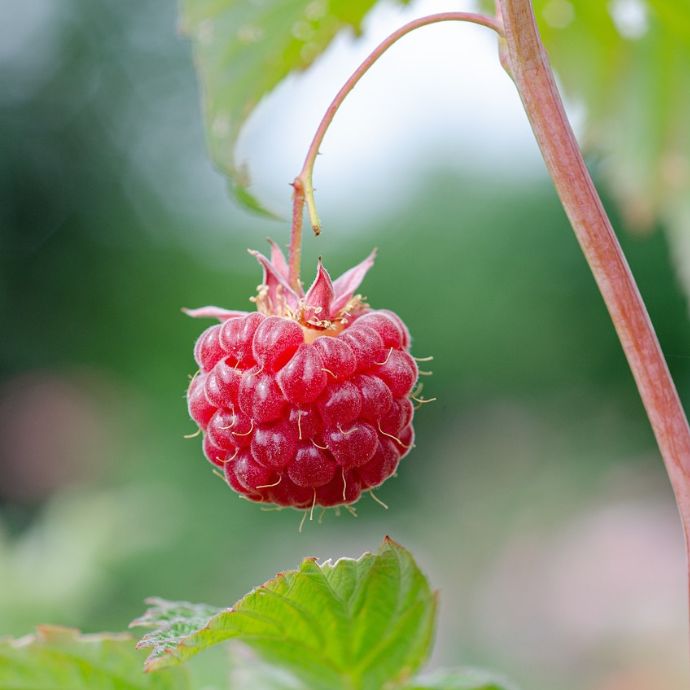 Raspberry Plant Care Guide – Roots Plants