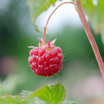 Raspberry Plant Care Guide – Roots Plants