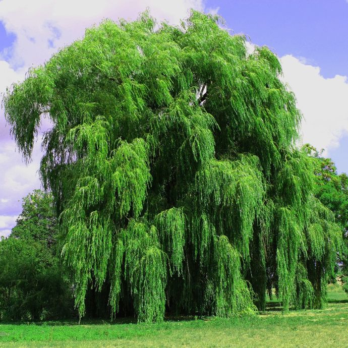 Top 10 Most Common Trees in the UK – Roots Plants