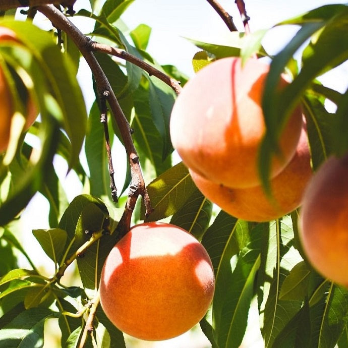 Choosing the Right Peach Tree for Your Garden – Roots Plants