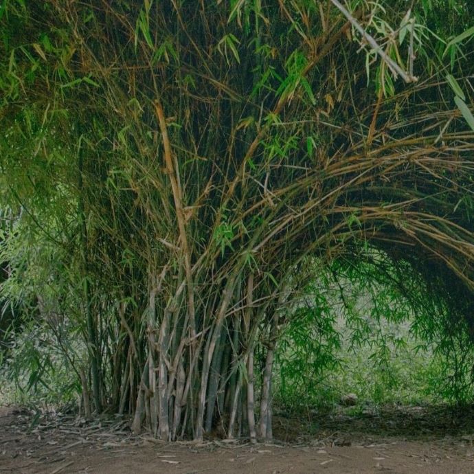 Clumping Bamboo vs Running Bamboo Plants: What’s the Difference ...