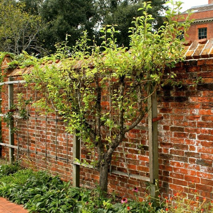 How To Train a Fruit Tree – Roots Plants