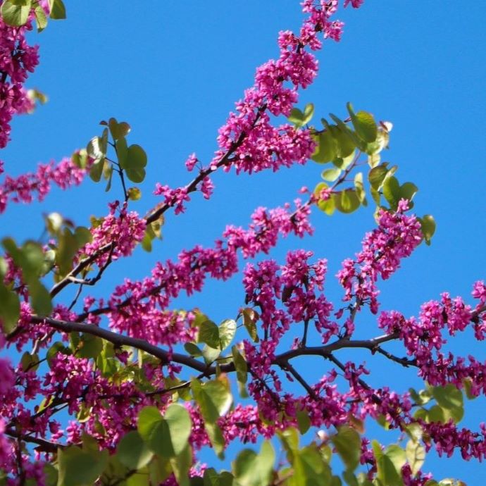 The Judas Tree – Roots Plants