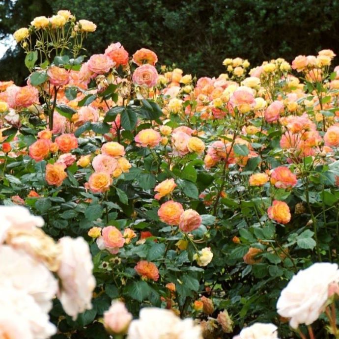 Repeat Flowering Climbing Rose Collection - Roots Plants
