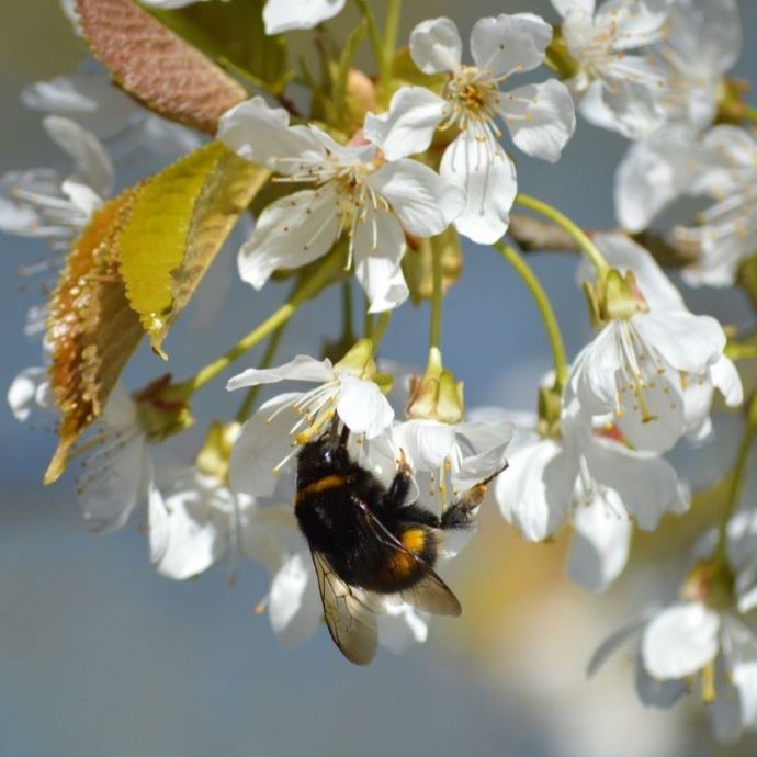 Self Pollinating Apple Trees? Your Guide to Apple Pollination Groups ...