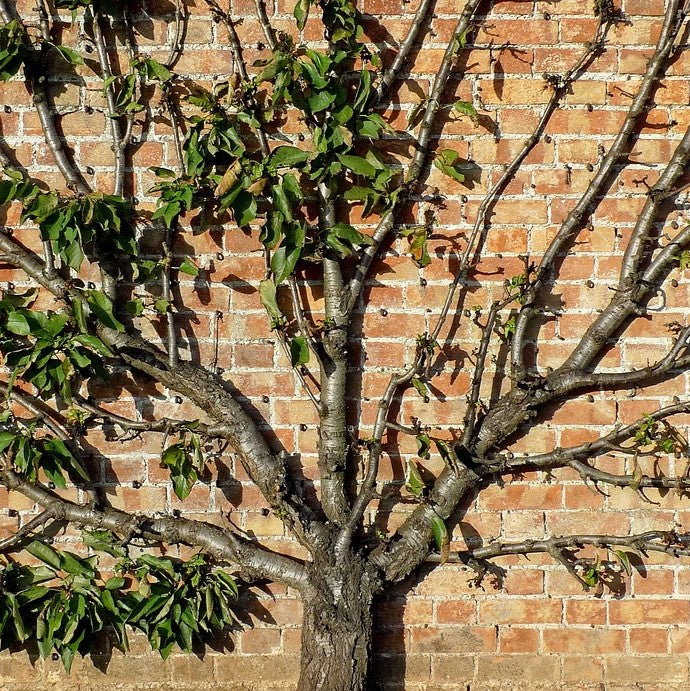 Fan Trained Trees: The Complete Guide – Roots Plants