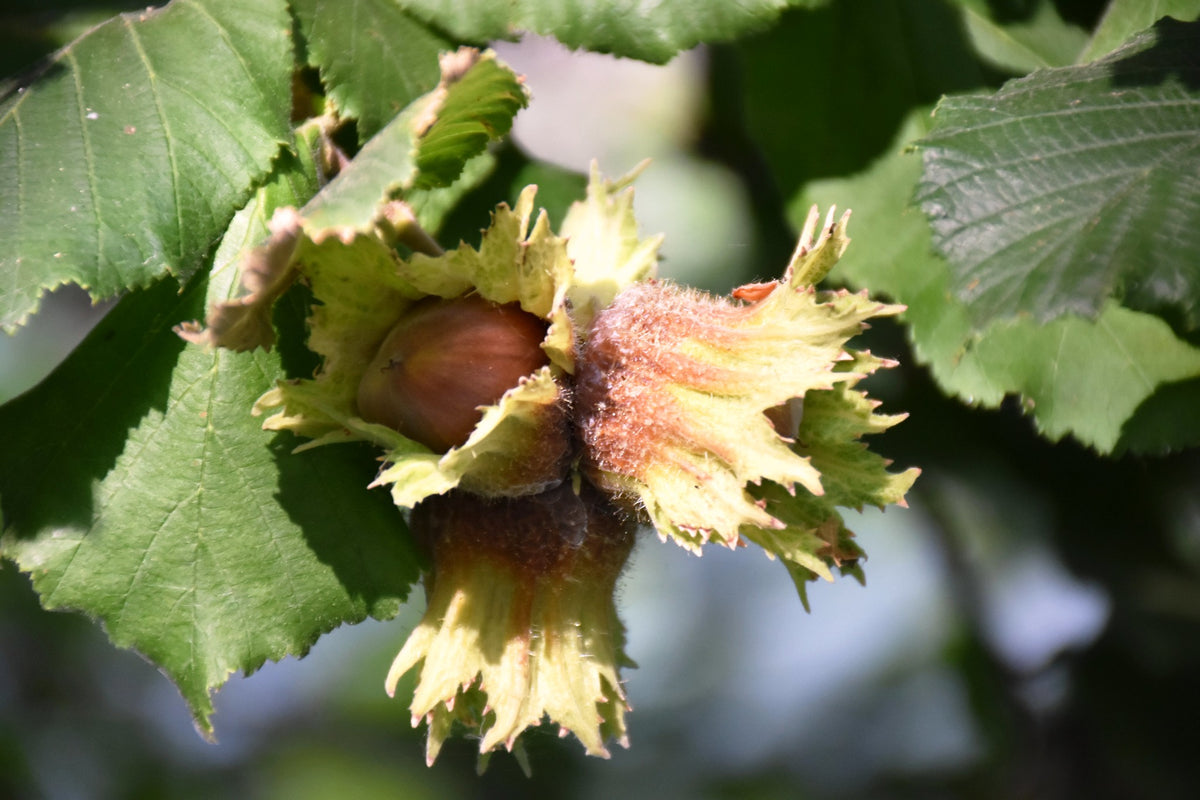 Nut Trees: UK Grown, Hardy and Sustainable – Roots Plants