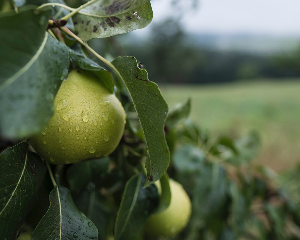 Pear Trees: Grow the Most Flavourful Pears You've Ever Eaten – Roots Plants