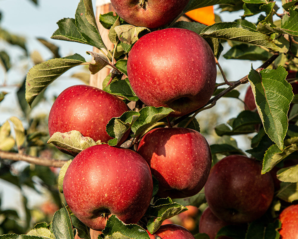Collections – Roots Plants