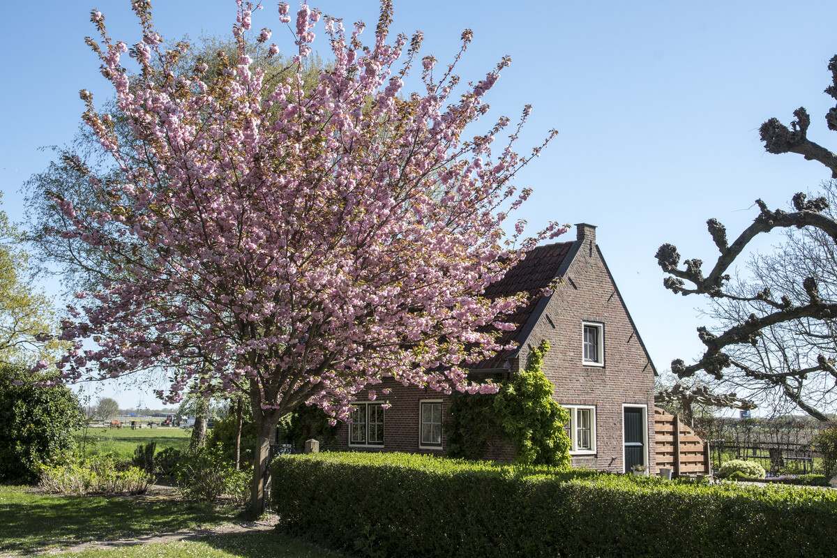 Ornamental Trees for Flowers, Foliage and Wildlife - Roots Plants