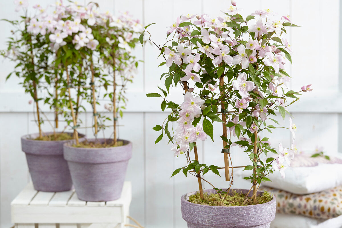 Climbing Plants for Pots: Shop the Best Container Climbers – Roots Plants