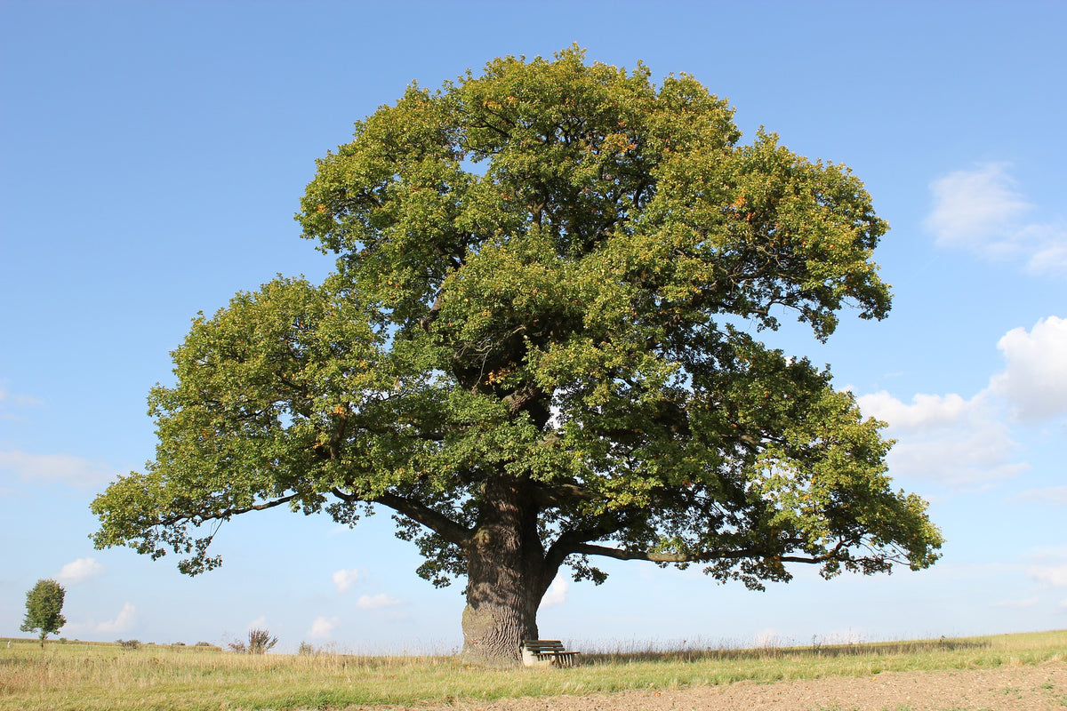 UK Native Trees: The Finest British Trees Grown in England – Roots Plants