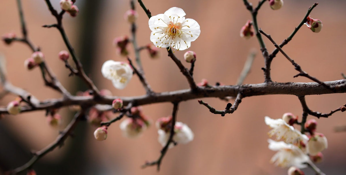 Spring Flowering Trees: UK Grown Premium Varieties – Roots Plants