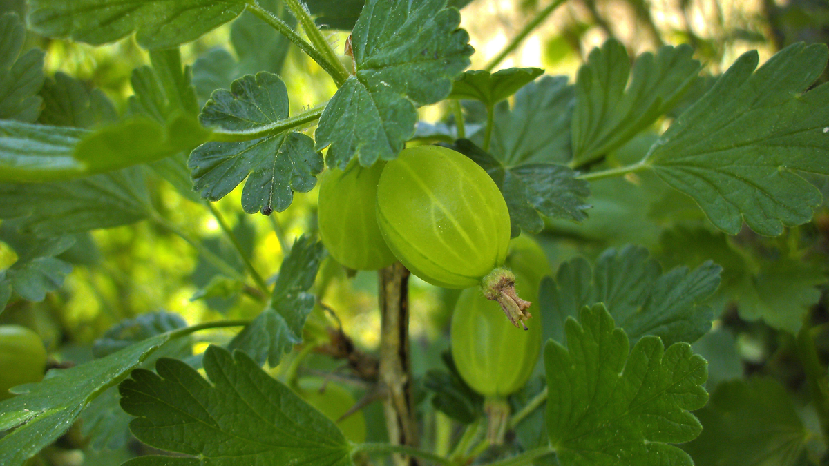 Gooseberry Bushes: Shop Heavy Cropping Gooseberry Plants – Roots Plants