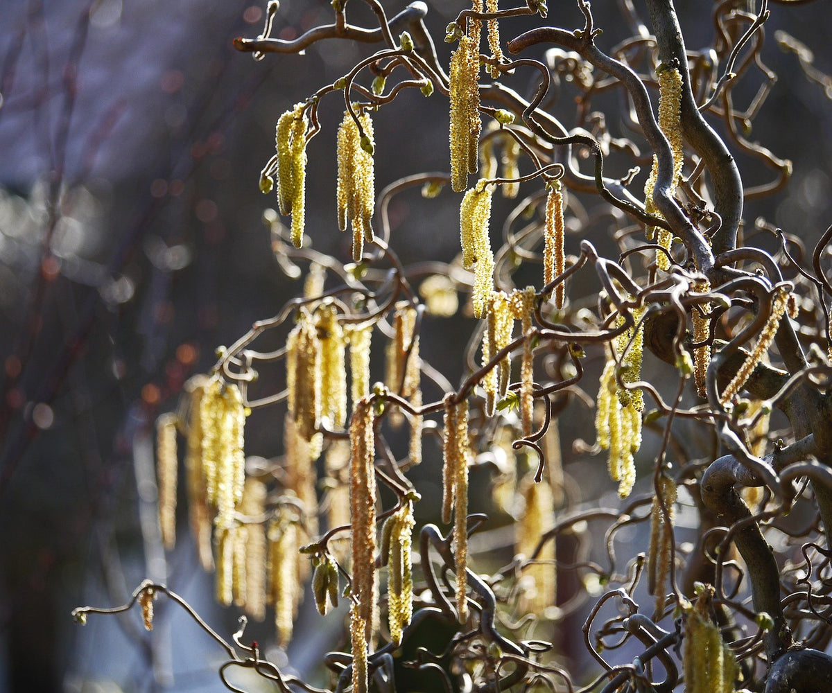 Hazel Trees for Sale: UK Grown – Roots Plants