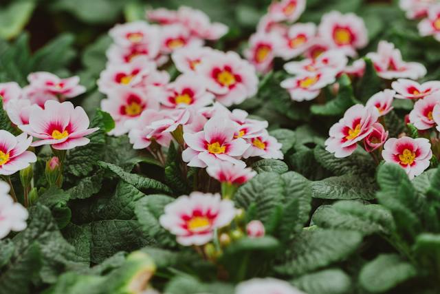 Primrose Plants: Shop UK Grown Primroses – Roots Plants