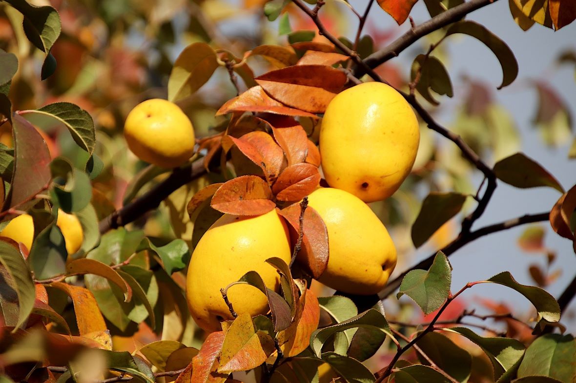 Quince Trees: Grow Delicious Heritage Fruits – Roots Plants