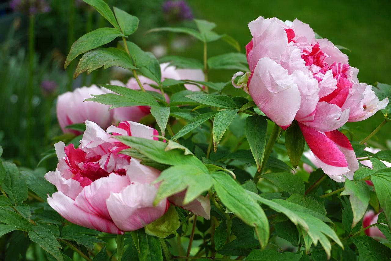 Tree Peonies for Sale from UK Nursery – Roots Plants
