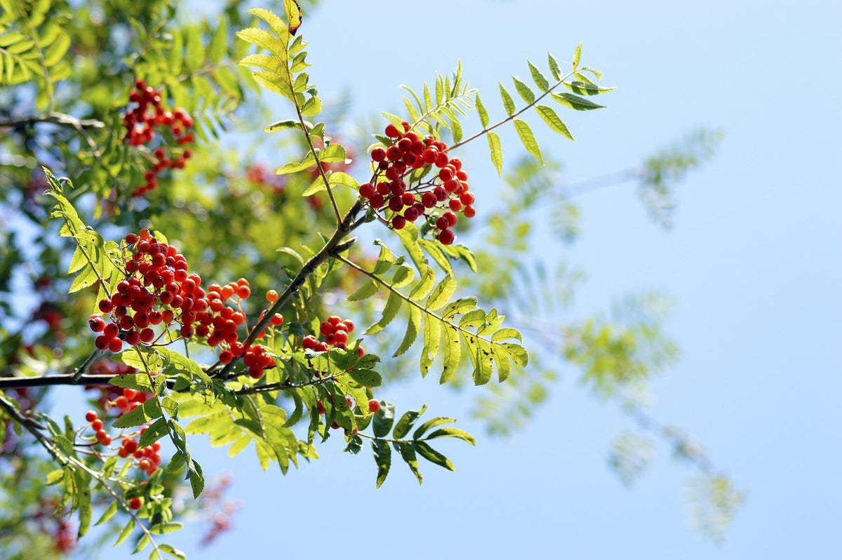Rowan Trees: UK Grown Native Trees for Year-Round Interest – Roots Plants