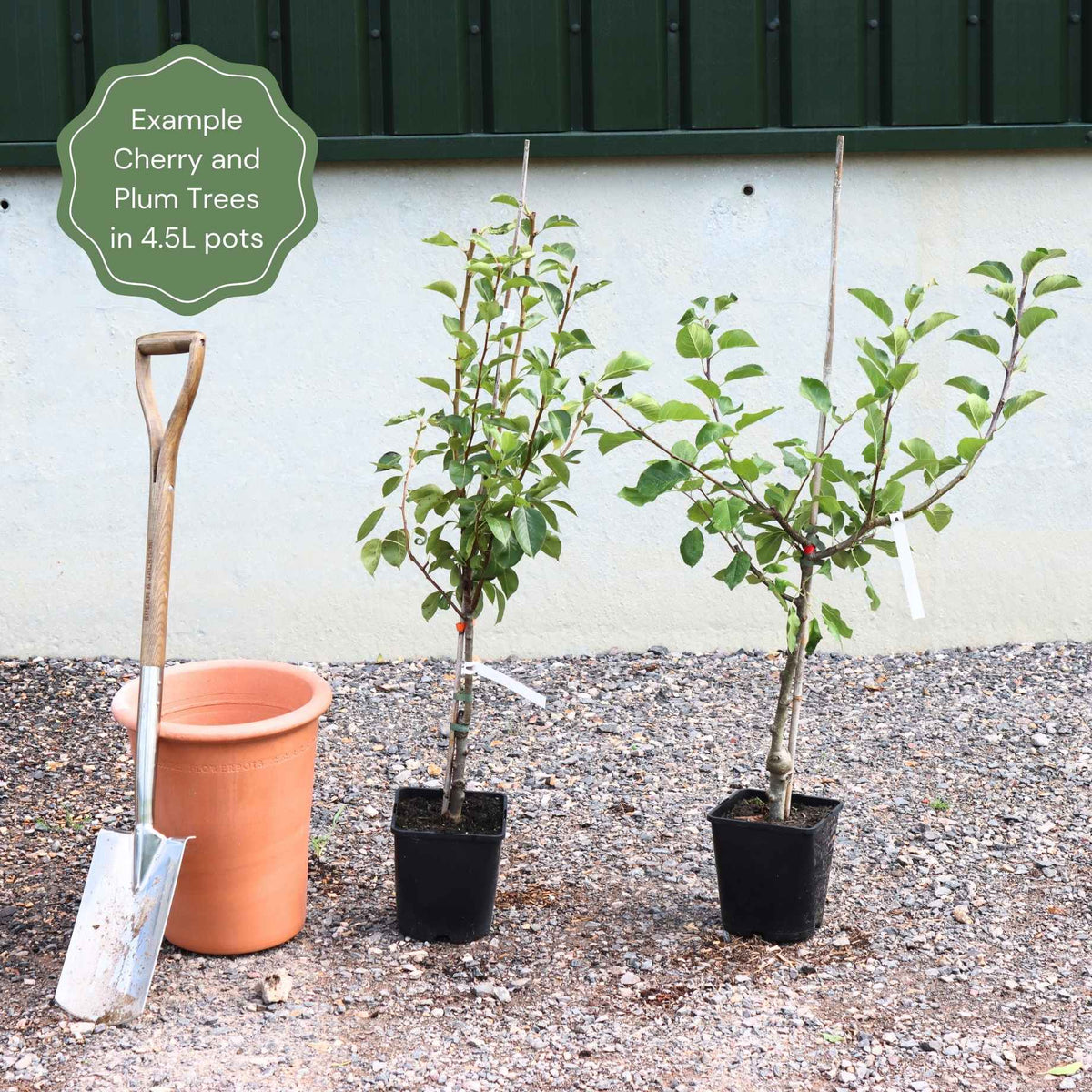 Patio Cherry and Plum Trees | Perfect Partners – Roots Plants