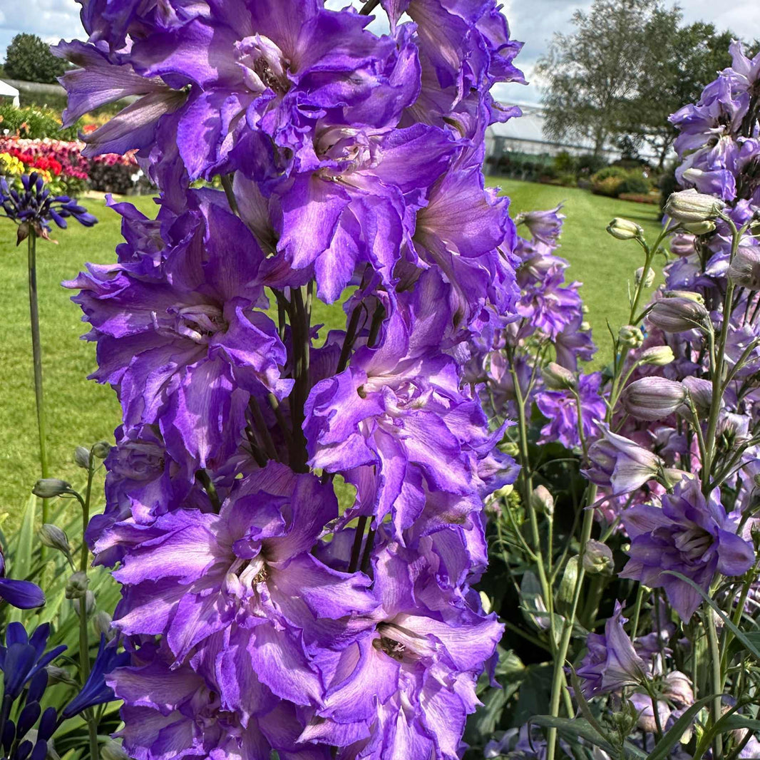 How to Grow Delphiniums: A Complete Care Guide – Roots Plants