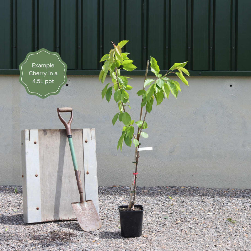 Patio Cherry Tree – Roots Plants