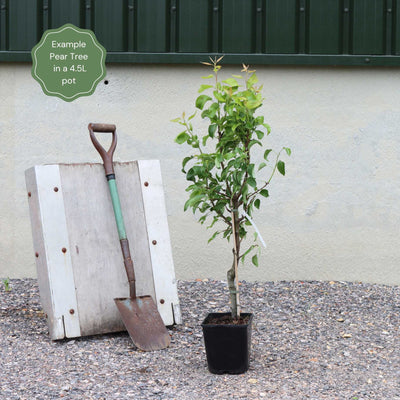 'Red Williams' Pear Tree – Roots Plants
