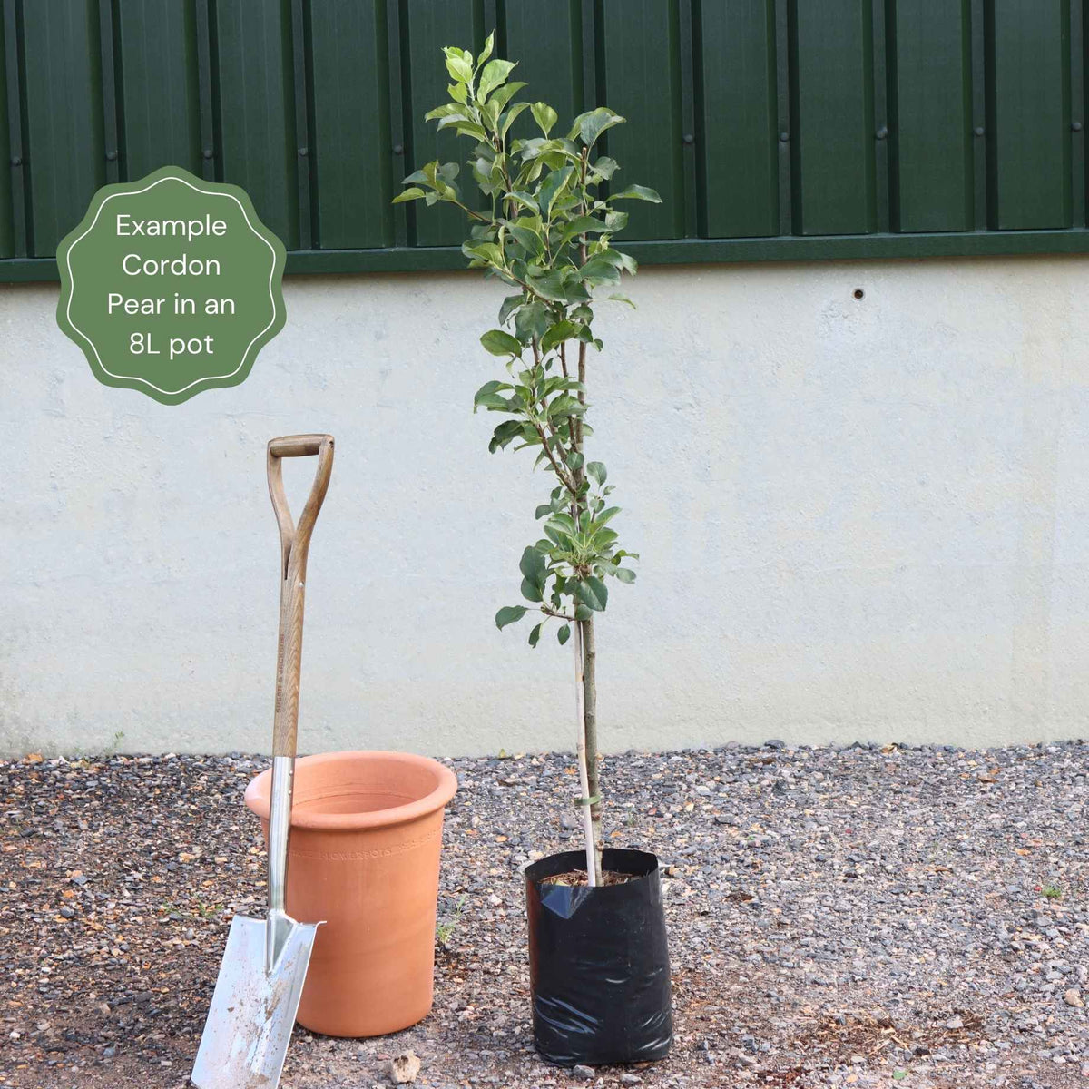 Cordon Pear Tree – Roots Plants