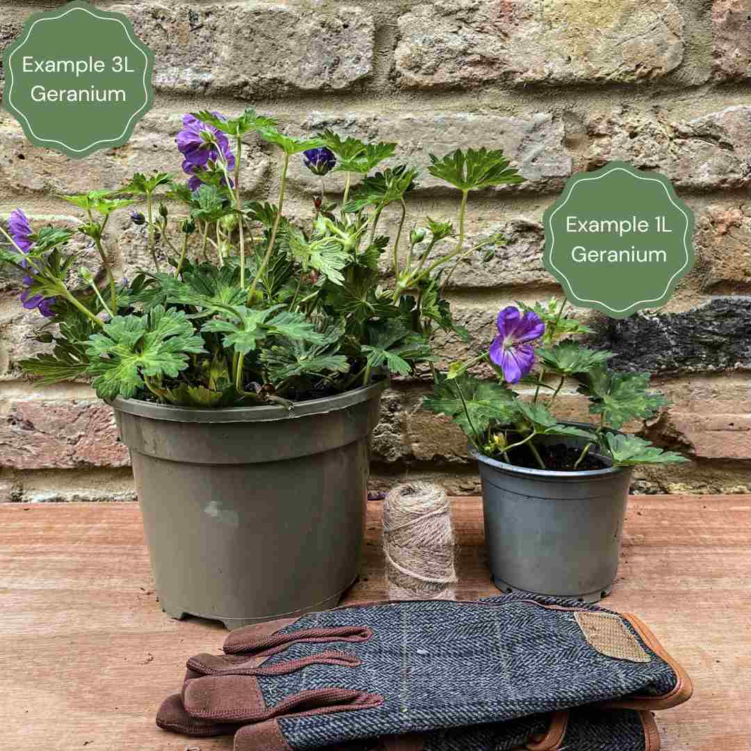 Geranium 'Azure Rush' – Roots Plants