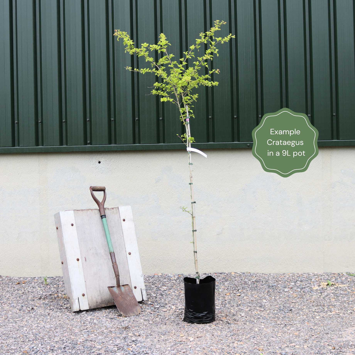 Broad-Leaved Cockspur Thorn Tree | Crataegus persimilis 'Prunifolia ...