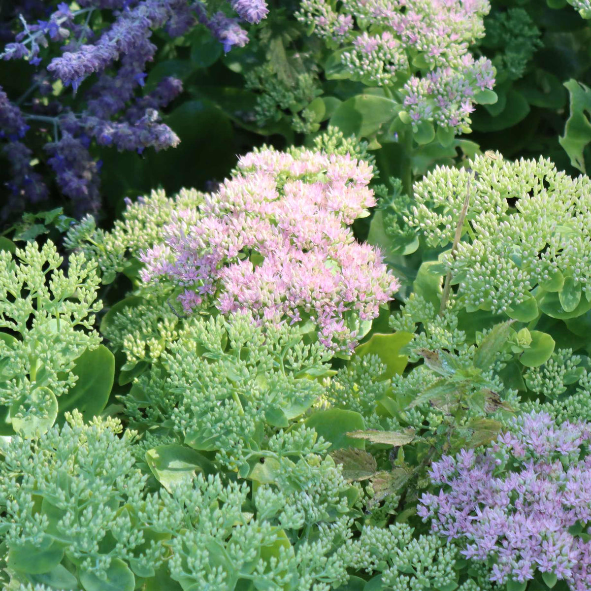 Sedum 'Autumn Joy' – Roots Plants