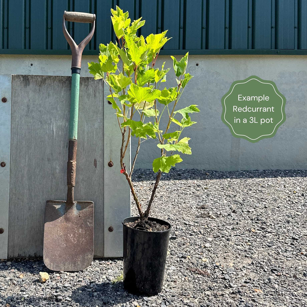 'Rolan' Redcurrant Bush – Roots Plants