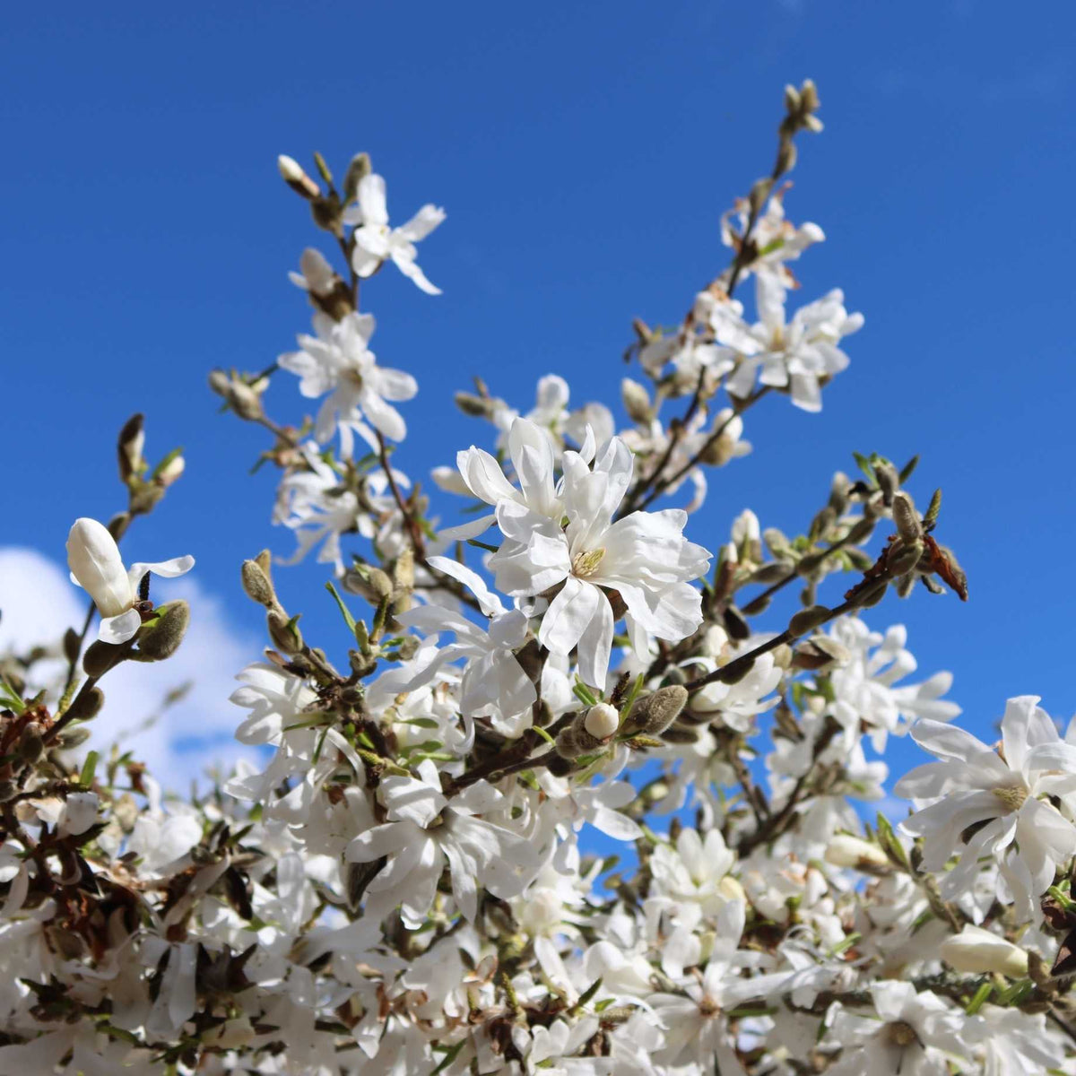 Star Magnolia Tree | Magnolia stellata 'Water Lily' – Roots Plants