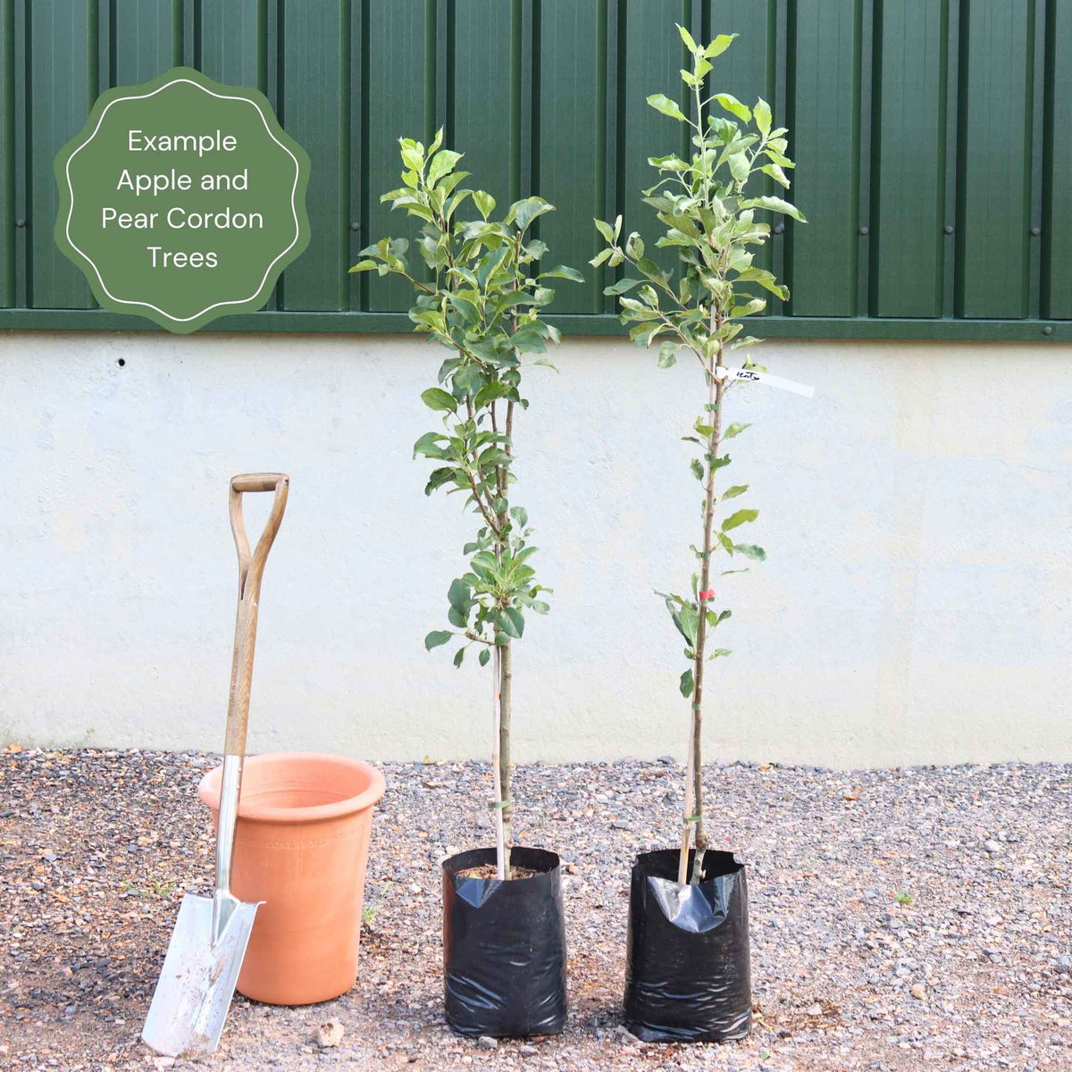 Cordon Apple and Pear Trees | Perfect Partners – Roots Plants