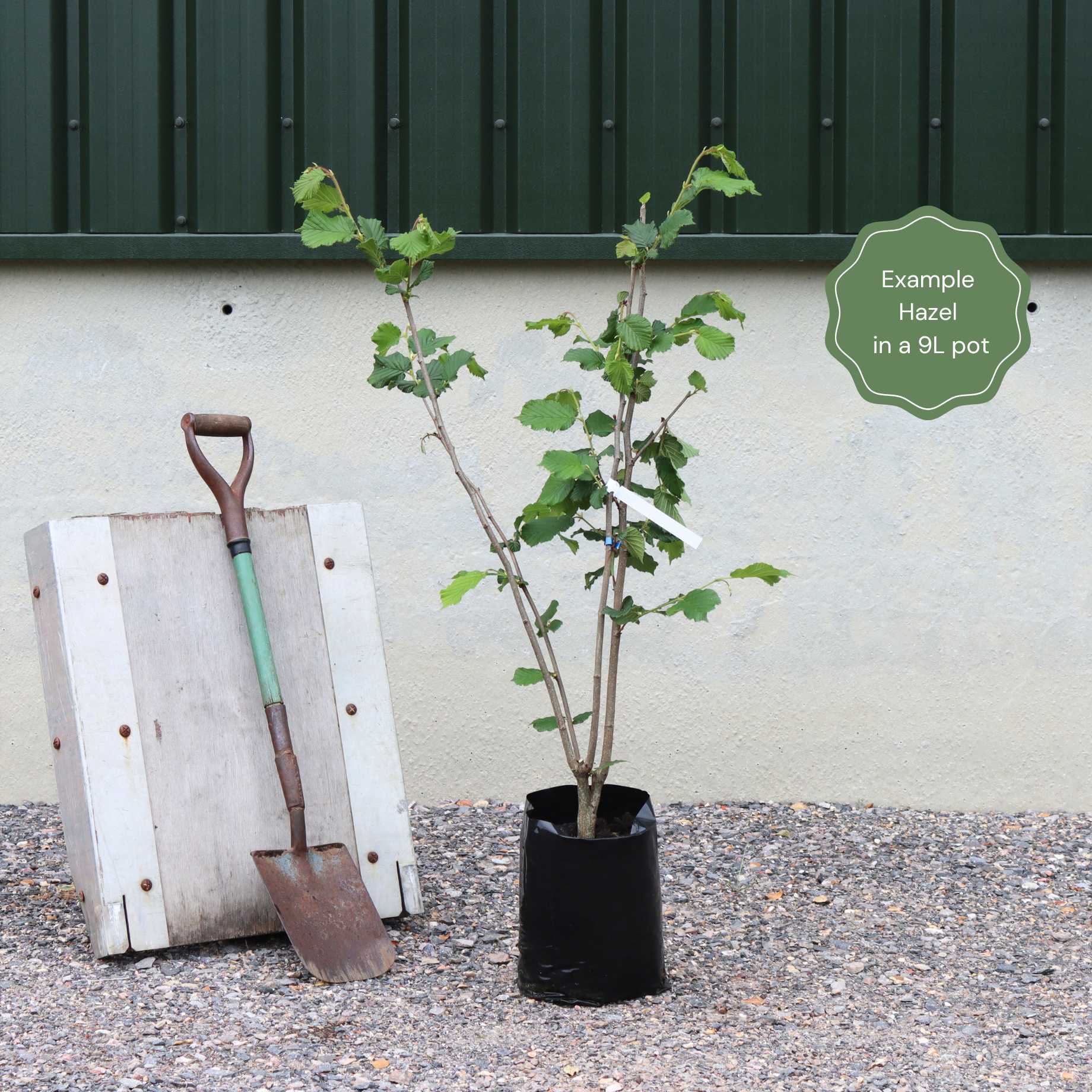 Corkscrew Hazel | Corylus avellana 'Contorta' – Roots Plants