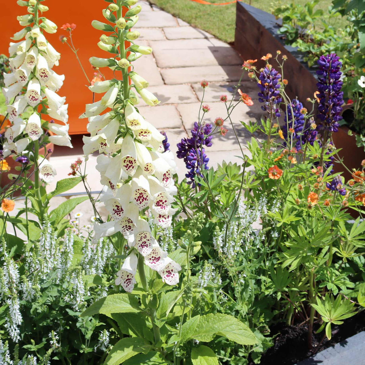 White Foxglove | Digitalis 'Dalmatian White' – Roots Plants