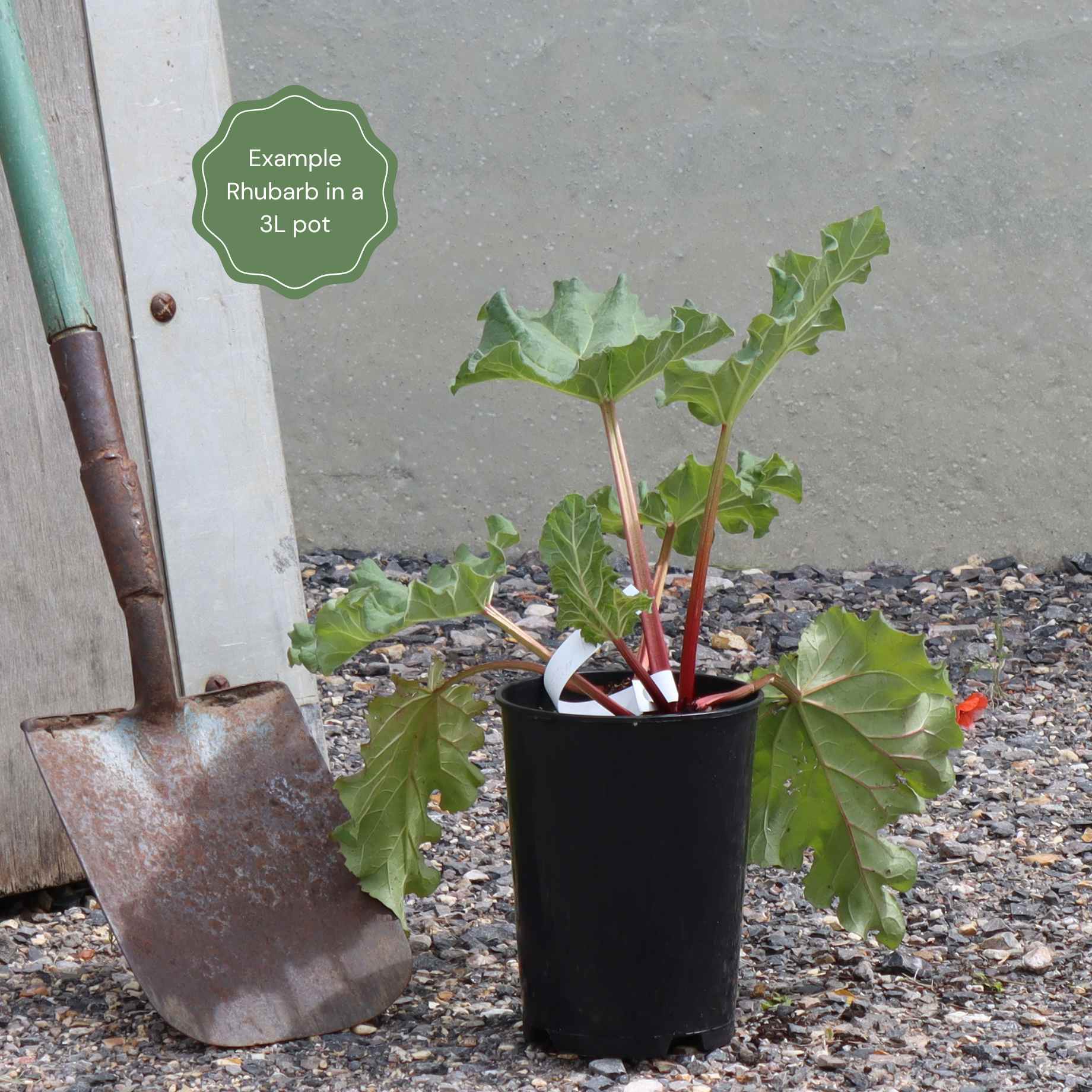 'Victoria' Rhubarb Plant – Roots Plants