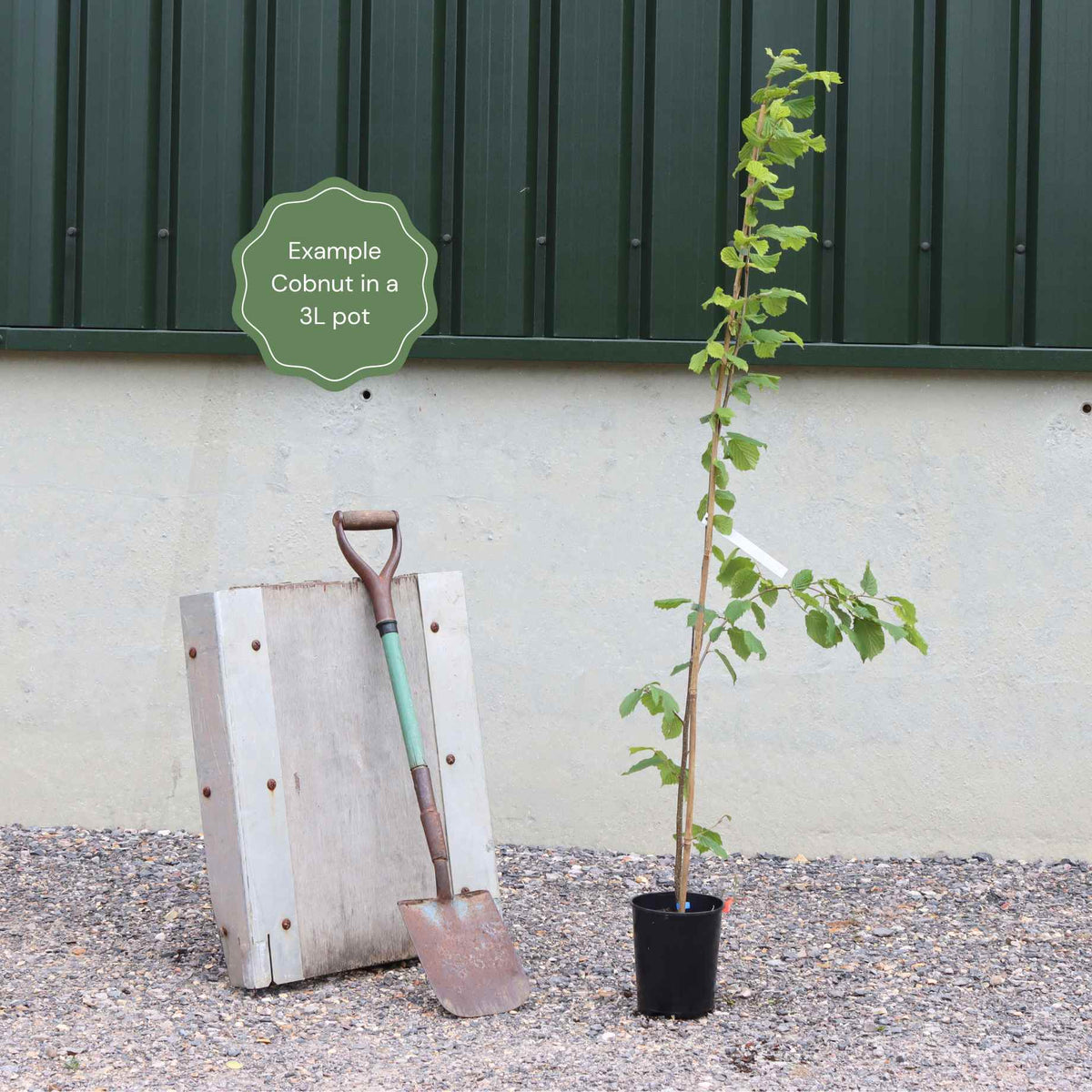 'Cosford' Hazelnut Tree | Corylus avellana – Roots Plants