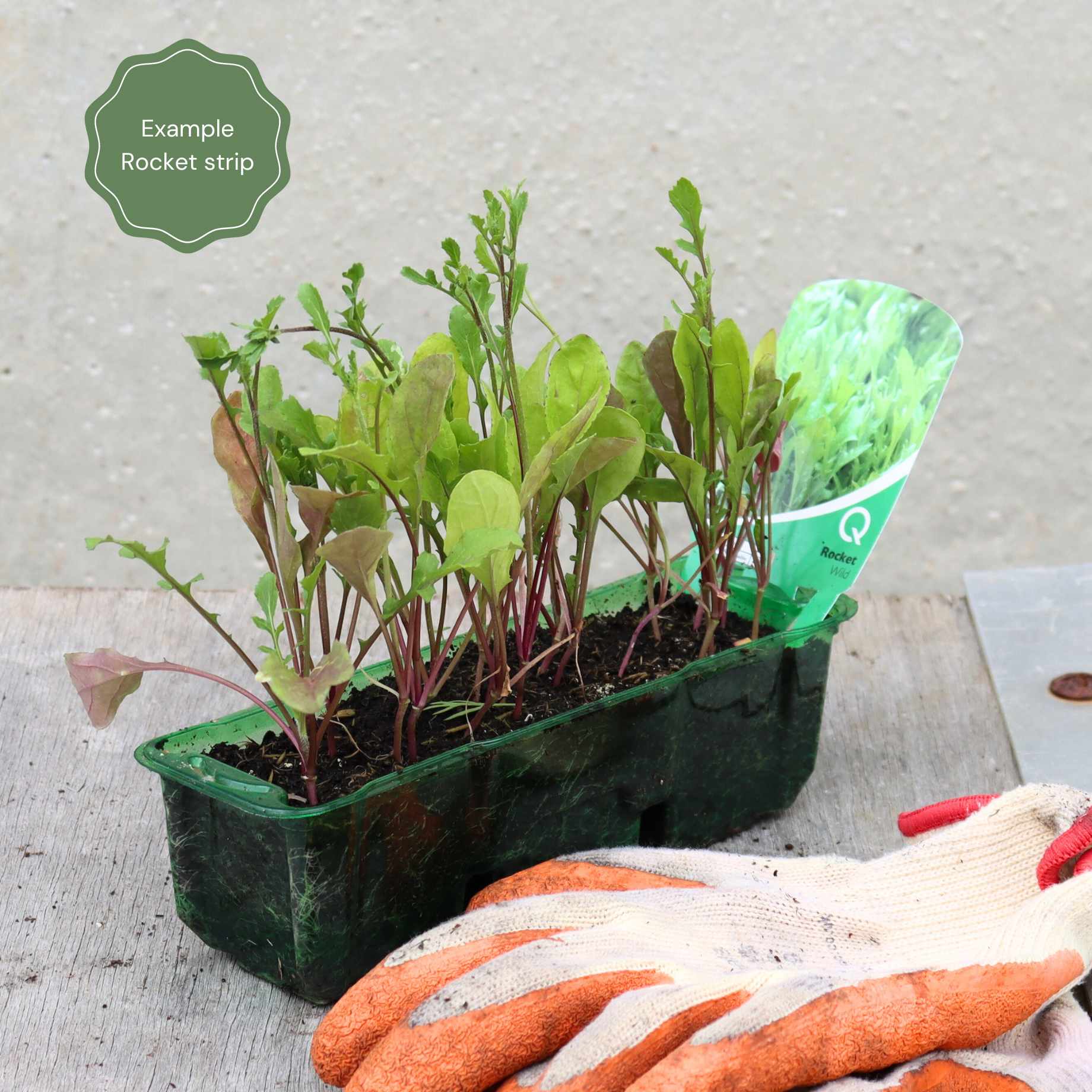 Wild Rocket Plants – Roots Plants