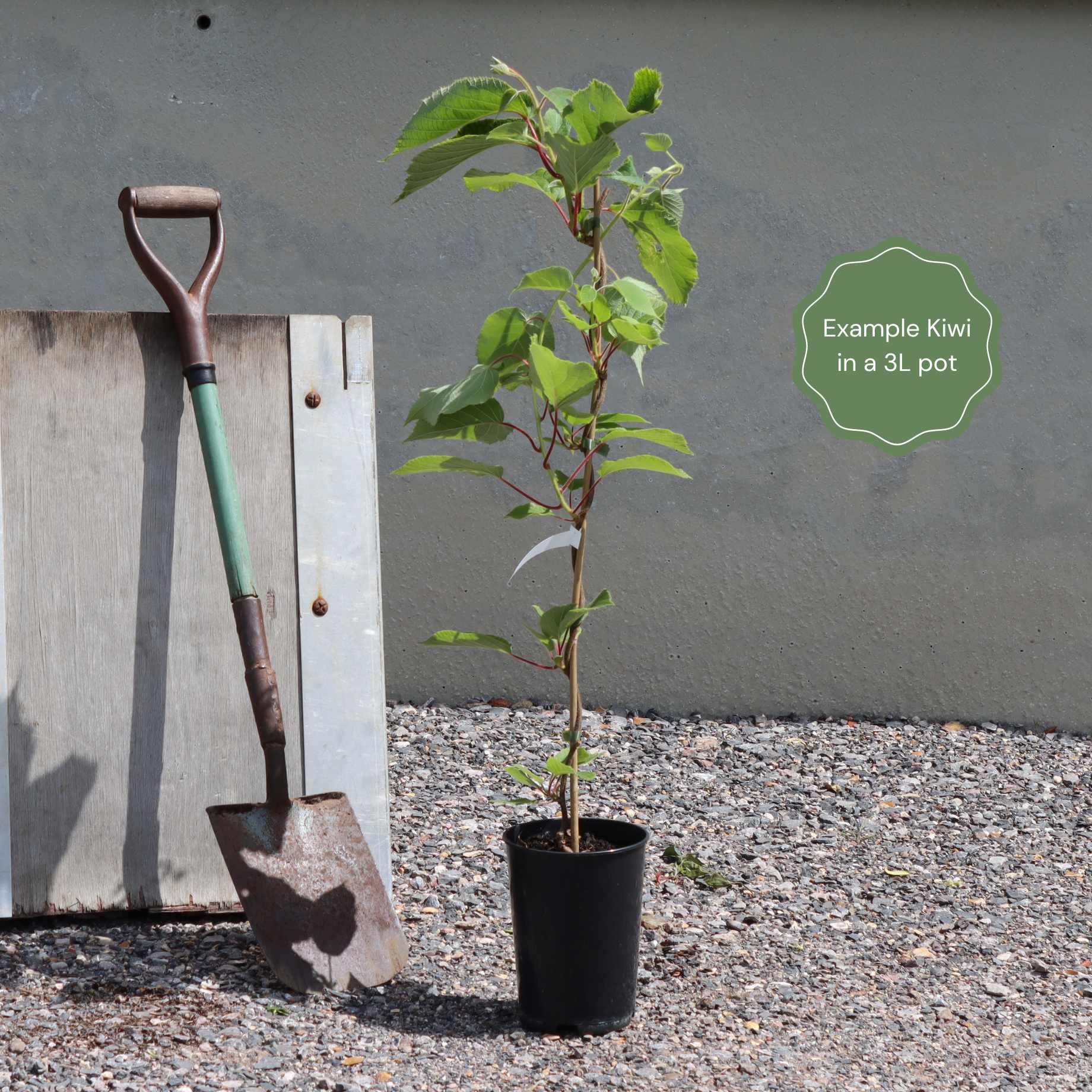 'Solo' Kiwi Plant – Roots Plants