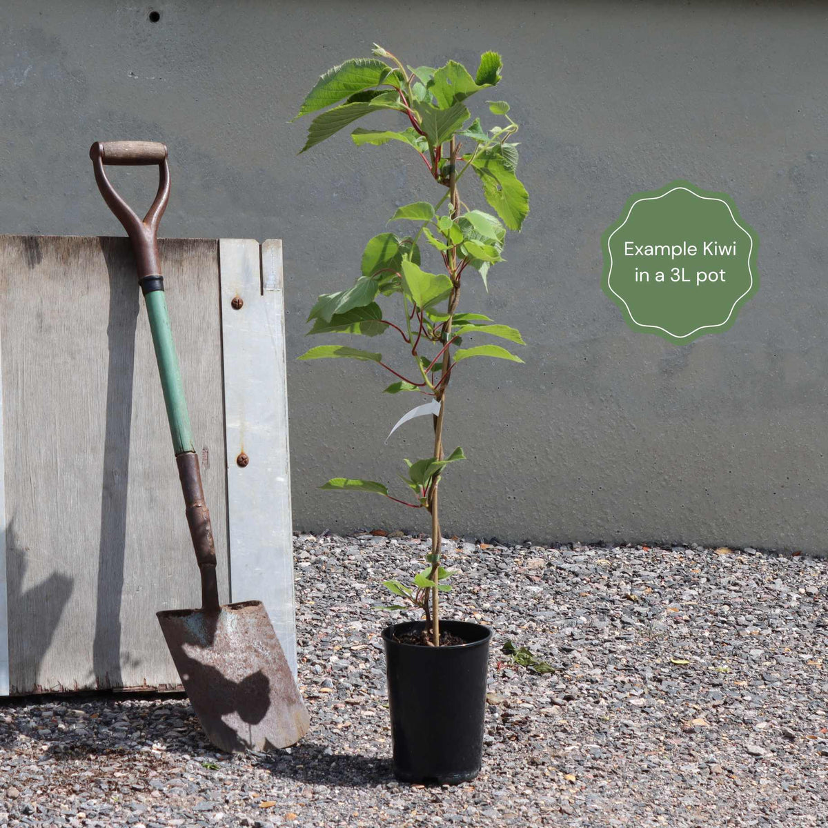 'Solo' Kiwi Plant – Roots Plants