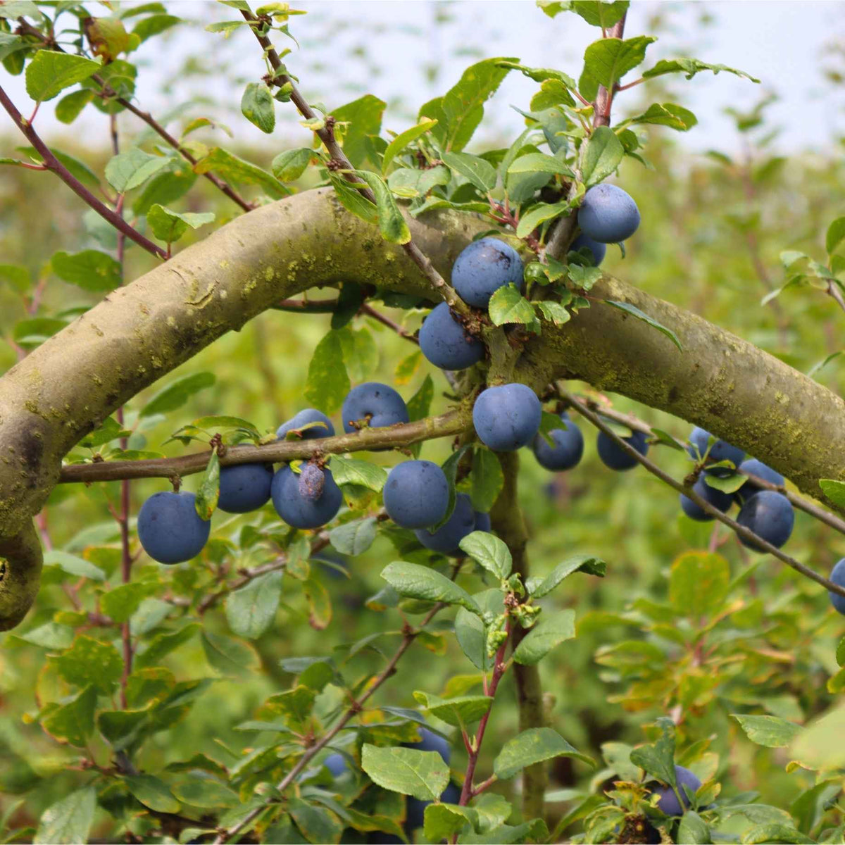 'Farleigh' Damson Tree – Roots Plants